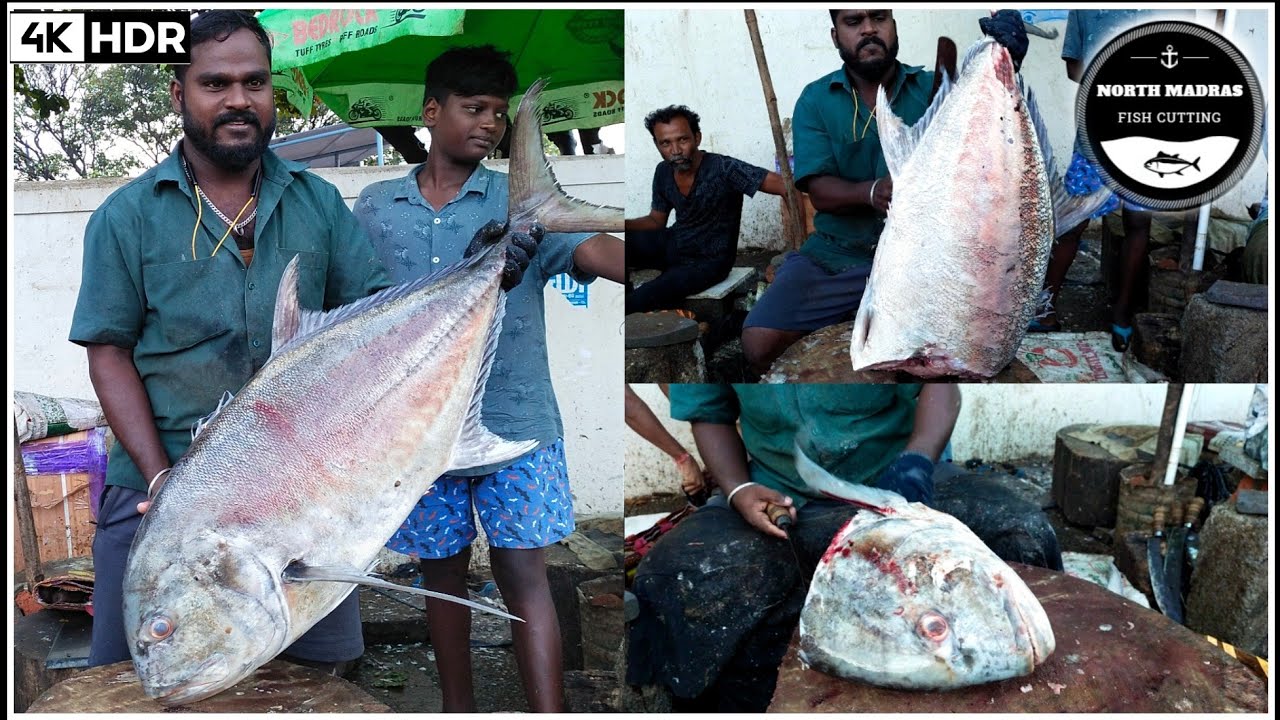 25KG GIANT PAARAI FISH/KASIMEDU FISH MARKET/DIFFERENT STYLE FISH ...