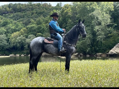 Blue Roan Tennessee Walking Horse For Sale - YouTube
