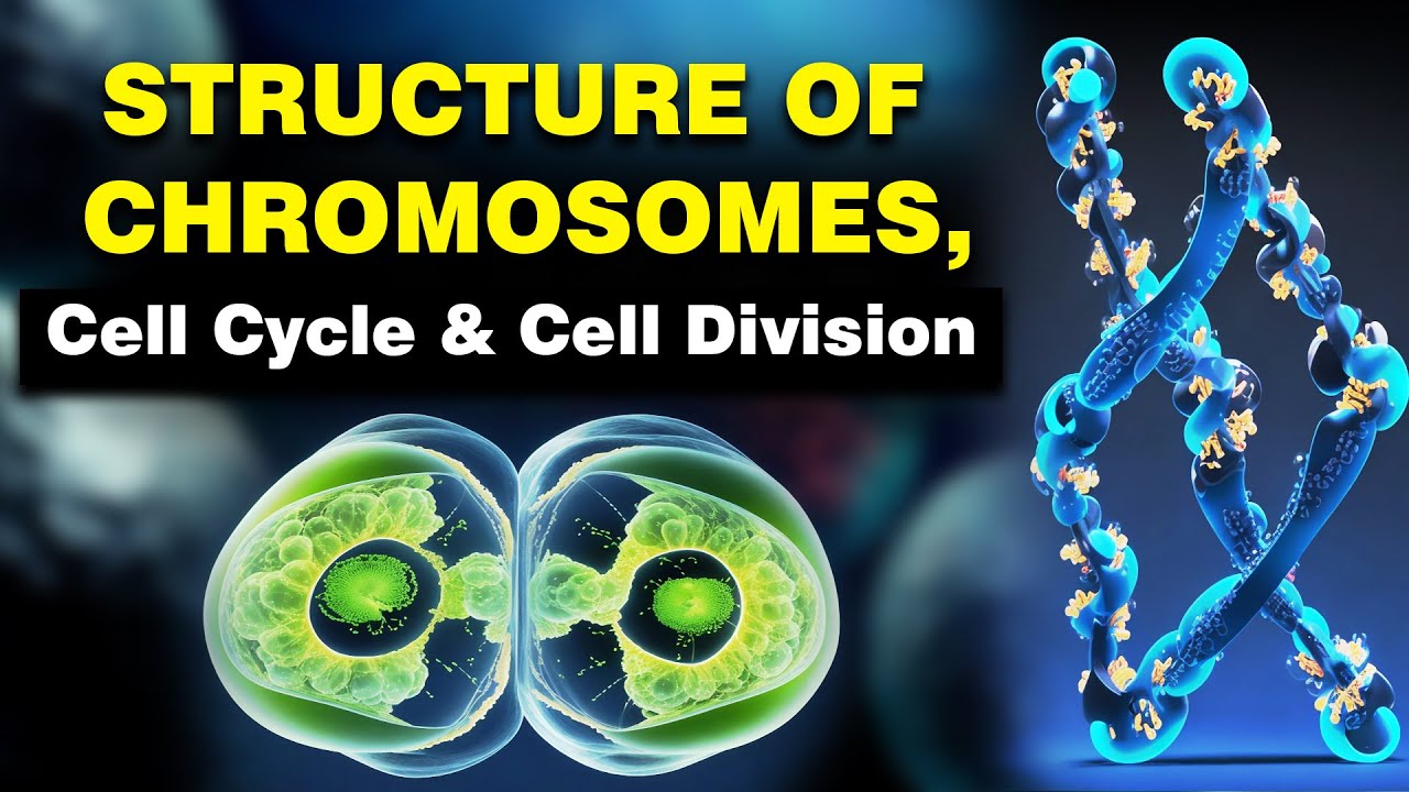 Class 10 Structure Of Chromosomes Cell Cycle Cell Division class-10-structure-of-chromosomes-cell-cycle-cell-division