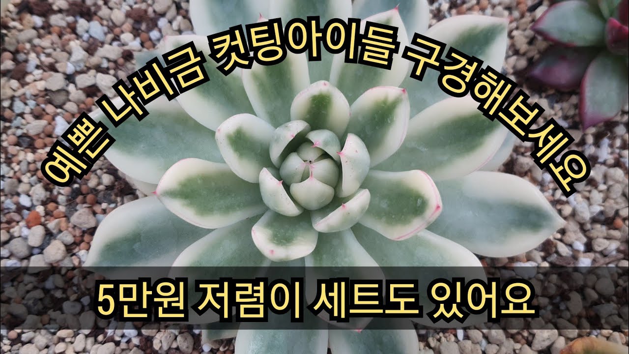 10월 29일 나비금 처음으로 보여드리고 작은 세트들 있어요 다육 다육이 다육식물 다육이금 금다육이 금다육
