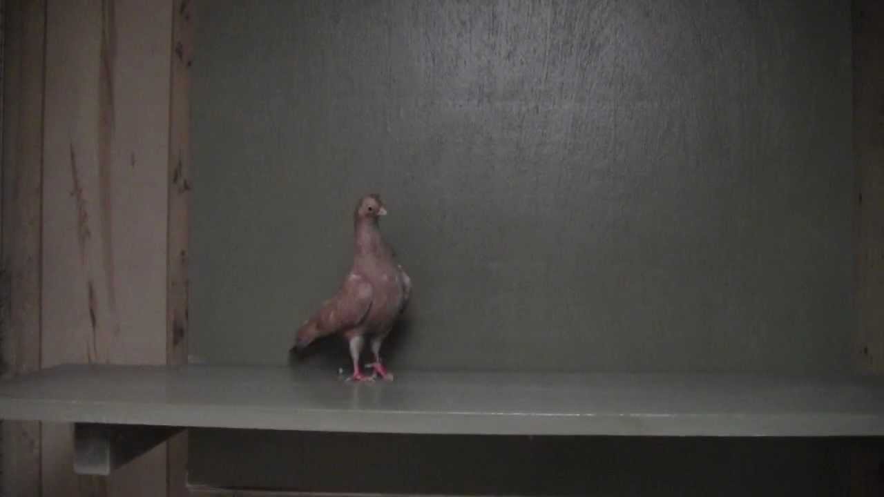 Champion 6 Time Yellow Short Beak Budapest Hen - YouTube