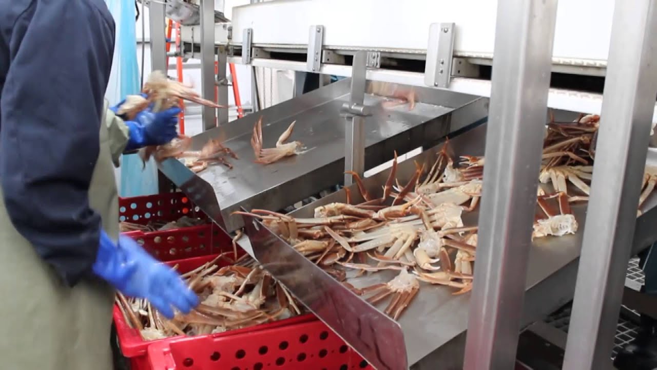 Cube Seafood - Crab Section Triple Grader 1 - YouTube