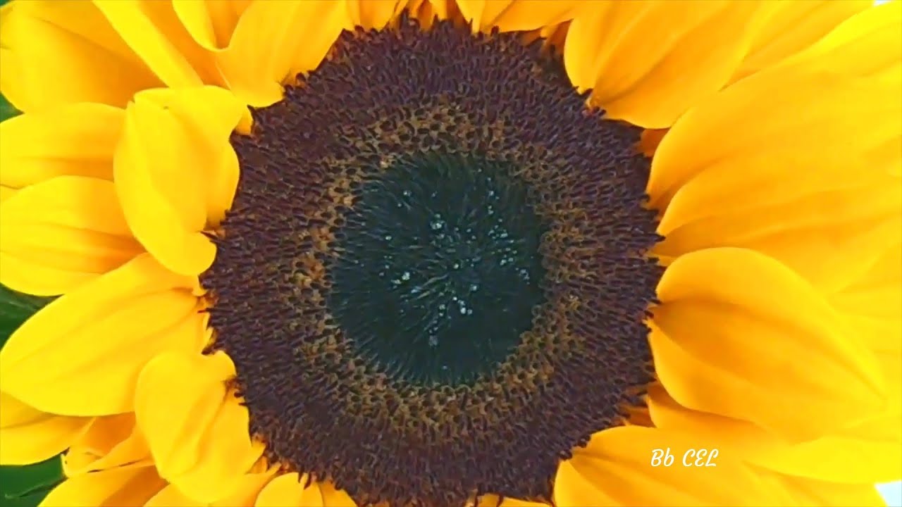 WHAT IS THE GREEK WORD OF SUNFLOWER - YouTube