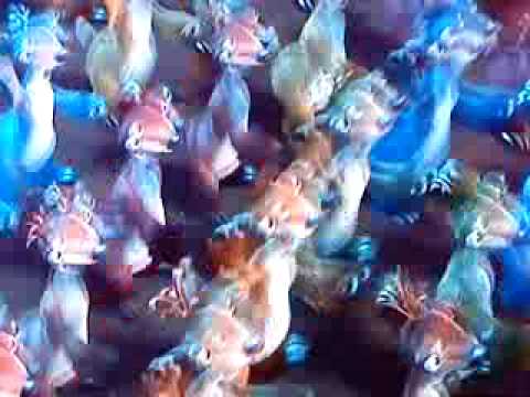 Sid The fireking - YouTube