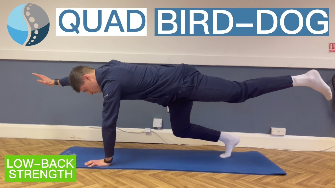 72. Quad Bird Dog - Low Back Strength Exercise. Low Back Pain - YouTube