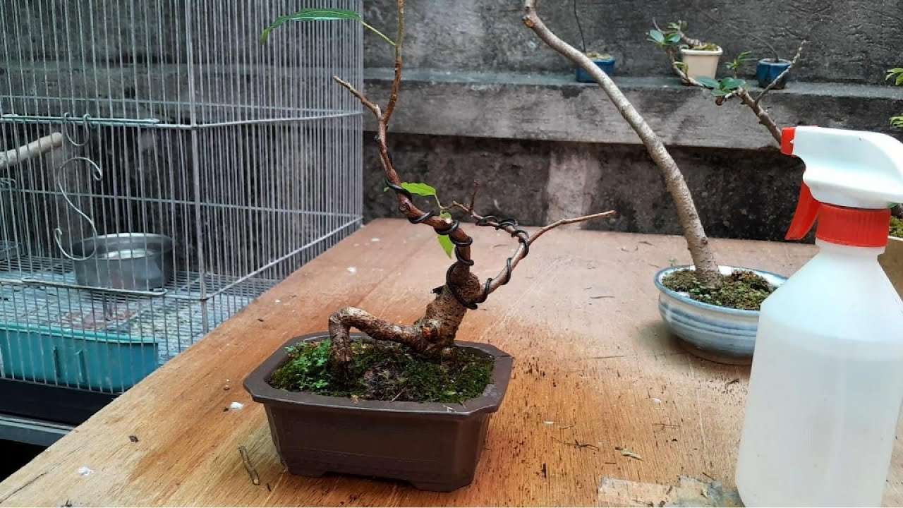 [11-19-2023] Red Ficus/Balete Bonsai - 3 (One year Update) - YouTube