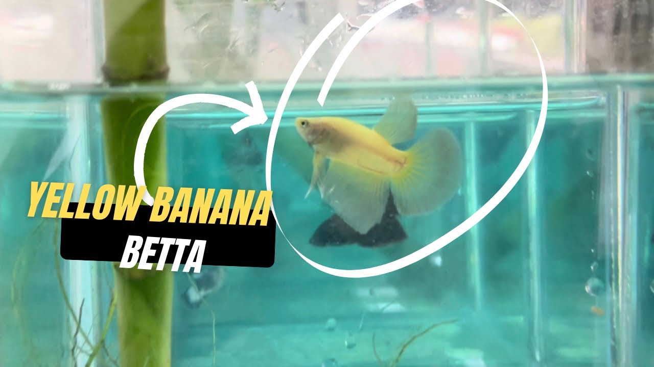 YELLOW BANANA BETTA - YouTube