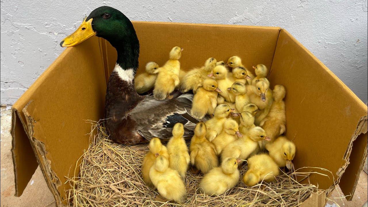 Amazing Pekin 20 Duckling Hatching FromEggs - Lovely Yellow Baby Ducks ...