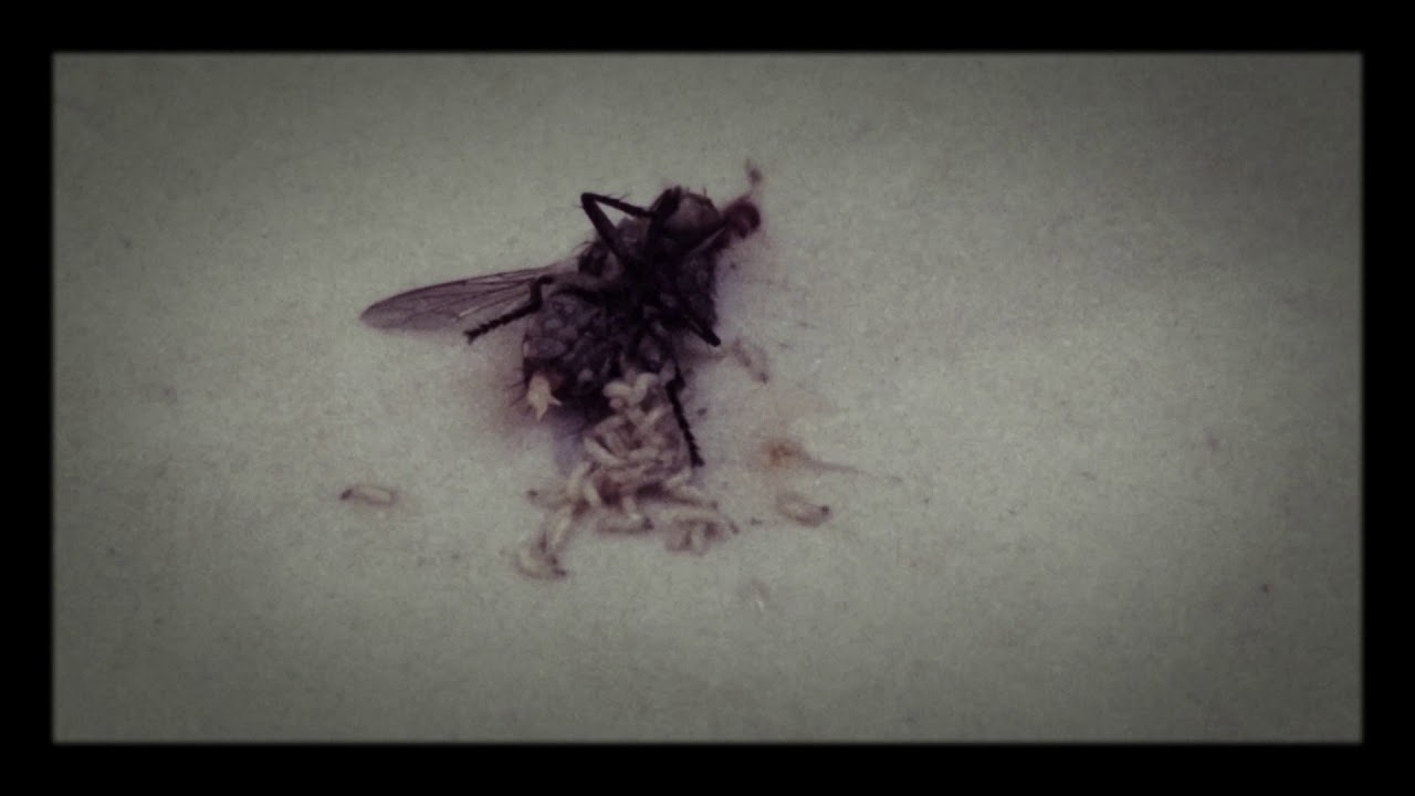 Hijos de mosca - YouTube