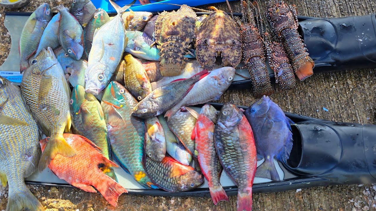 BLUE #SPEARFISHING AND #ADVENTURE CATCH AND COOK FIND SOME NICE FISH ...