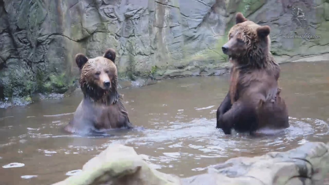 Bears playing and fighting in water [Full HD] - YouTube