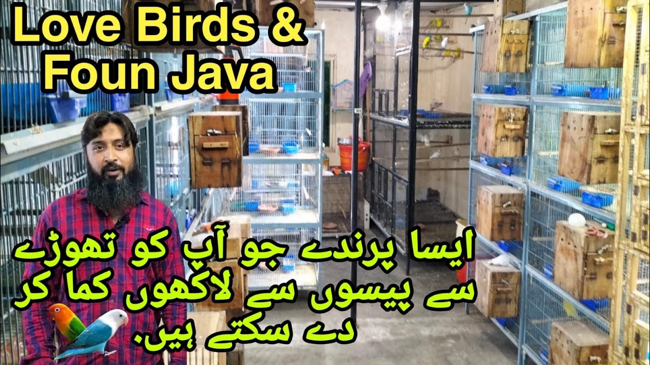 Love Birds | Fawn JAVA | Visited Usman Setup in Lahore Pakistan #birds #Lahore #java - YouTube