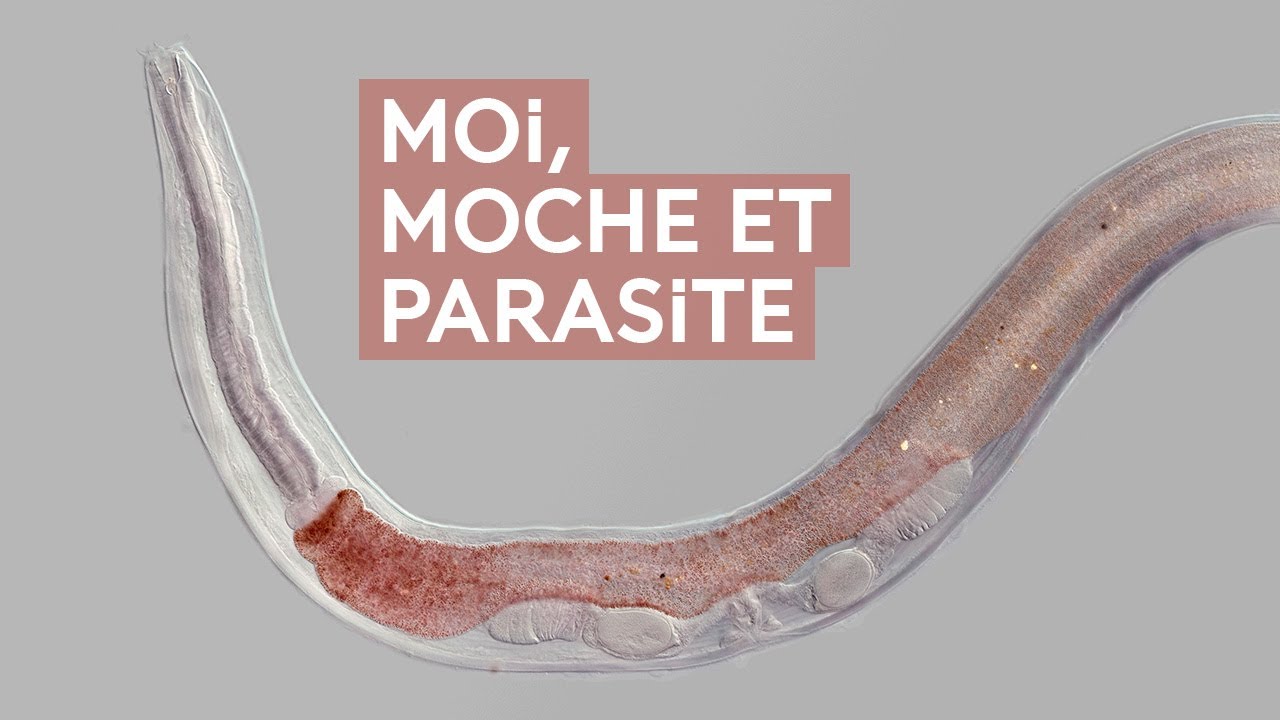 Tiques, puces et vers solitaires : d'étranges parasites ! - La science ...