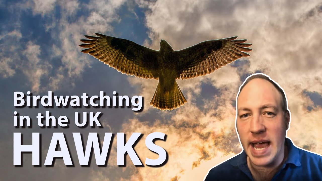 Birdwatching in the UK: Hawks | All native species and tips on how to ...