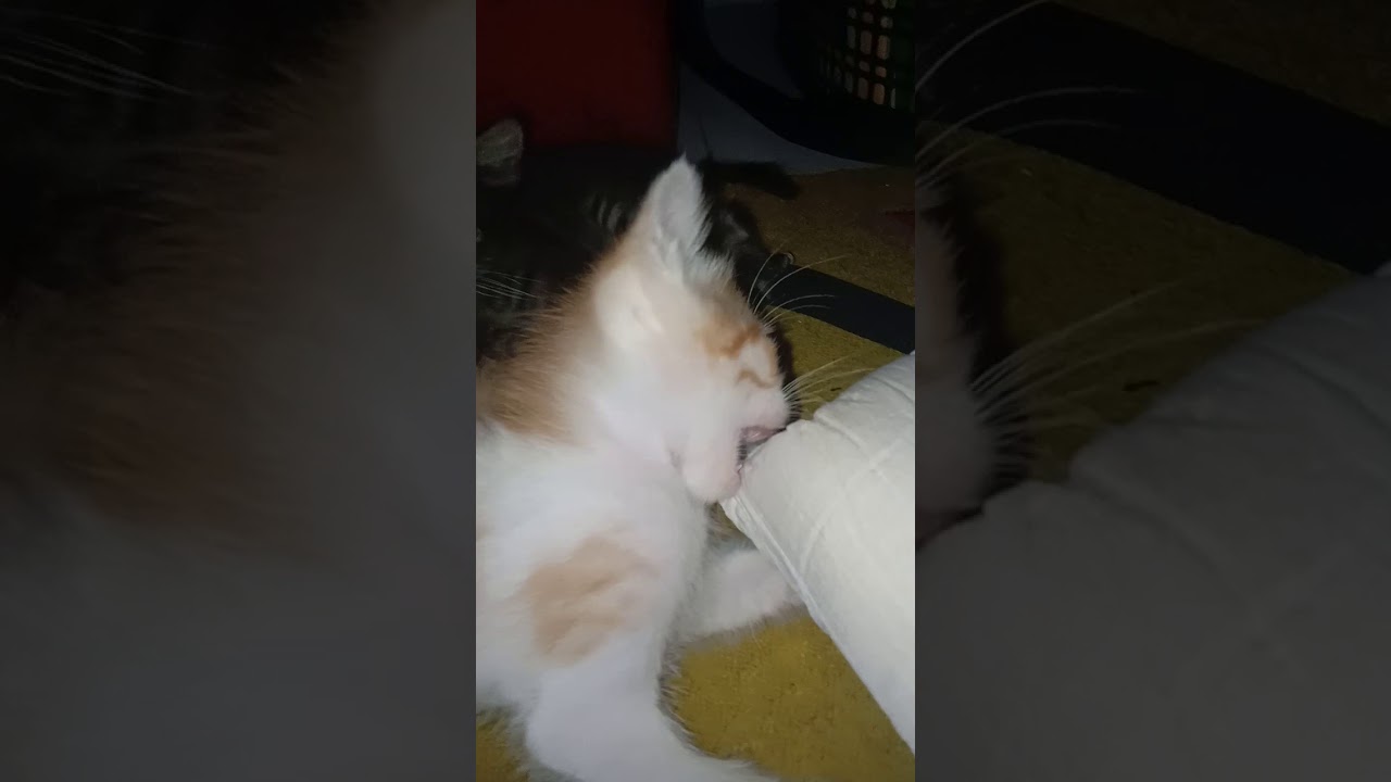 Bermain main dengan kucing - YouTube