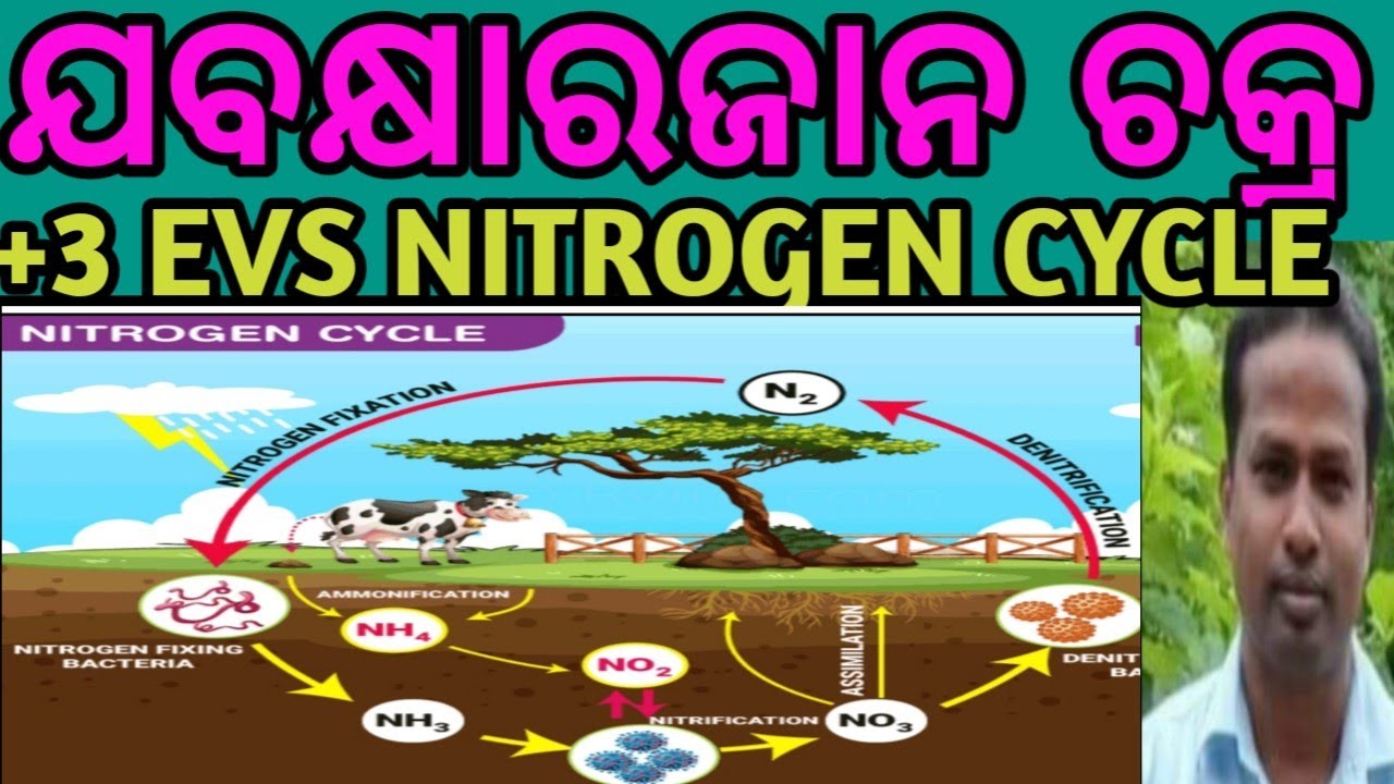 Nitrogen Cycle 3 Environmental Studies 3 1st nitrogen-cycle-3-environmental-studies-3-1st