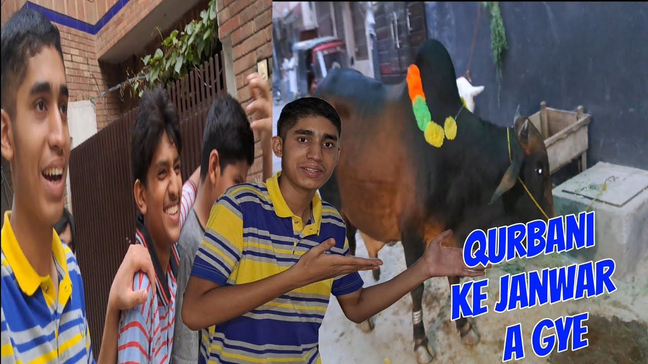 Qurbani ke janwar agye muhalle me // bohat maza aya dekhne ka 💝💖 - YouTube