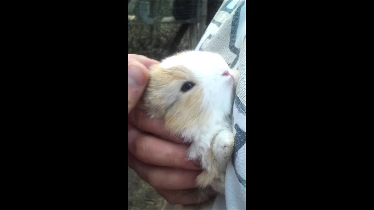 Of mice and men (look at the pretty rabbits George) - YouTube