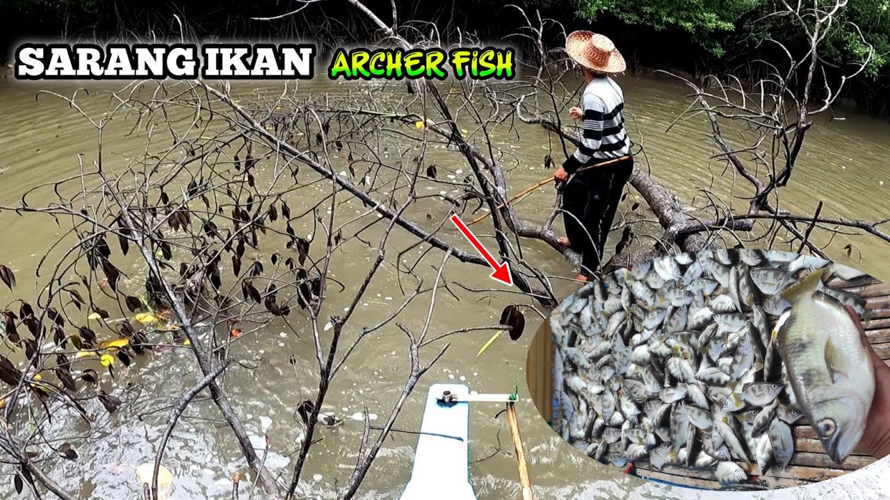 Menjaring ikan Sumpit (archer fish) langsung di sarang nya - YouTube