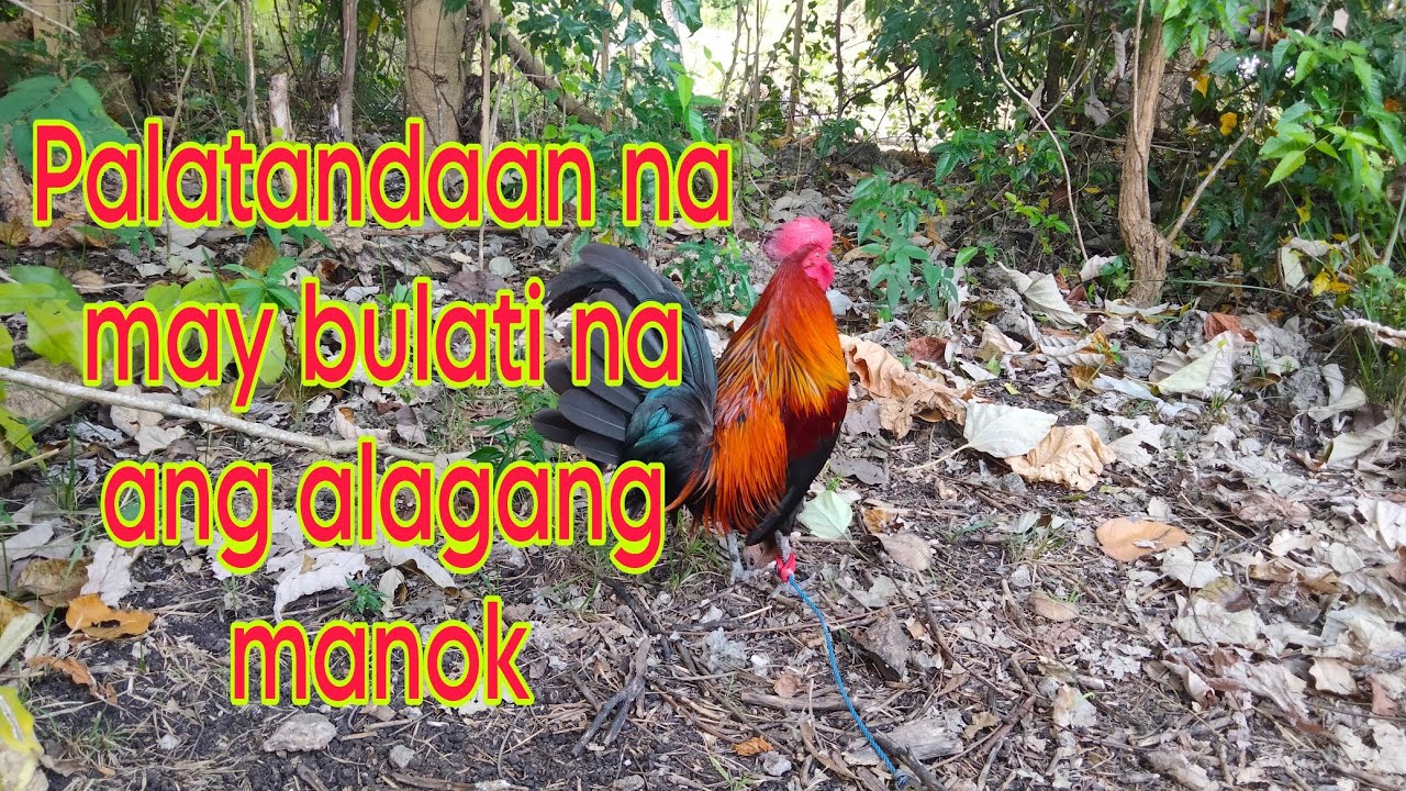 PAANO MALALAMAN NA MAY BULATI NA ANG ALAGANG MANOK - YouTube