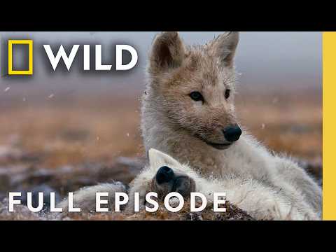Who is the Wolf Queen? (Full Episode) | Kingdom of the White Wolf | Nat Geo Animals