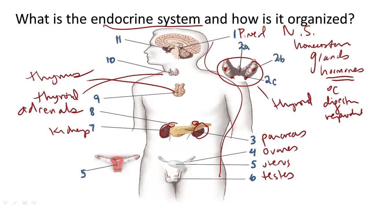 Endocrine System Structure And Function YouTube Endocrine System Structure And Function YouTube