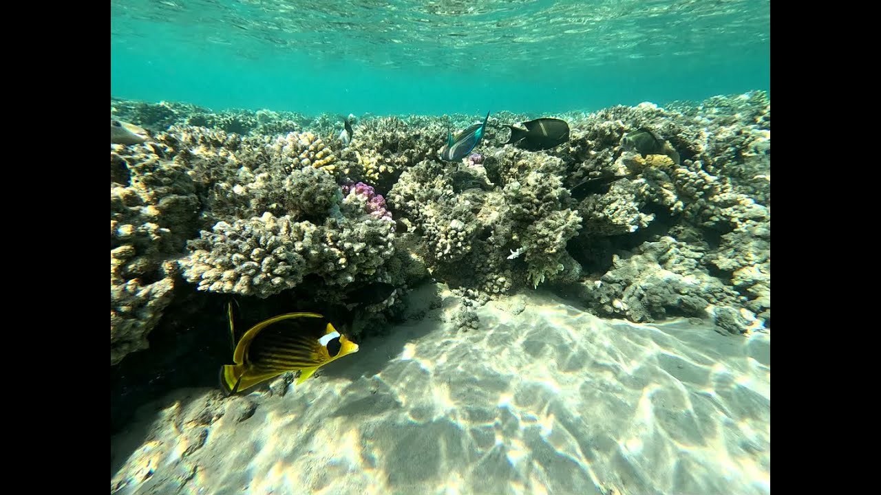 Snorkeling Makadi Bay Fort Arabesque house reef Red Sea EGYPT - YouTube