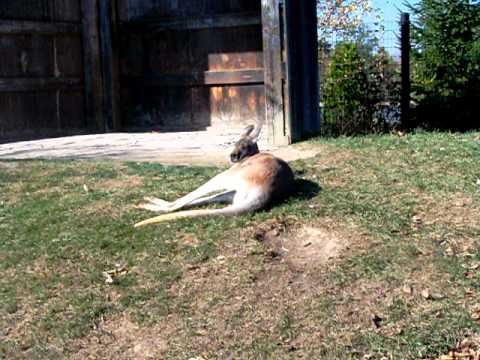 Columbus Zoo Kangaroos - YouTube