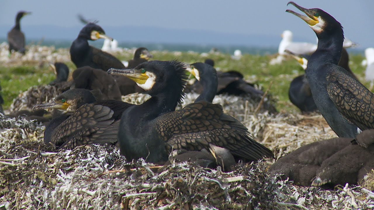 Skarven elsket og hadet - YouTube