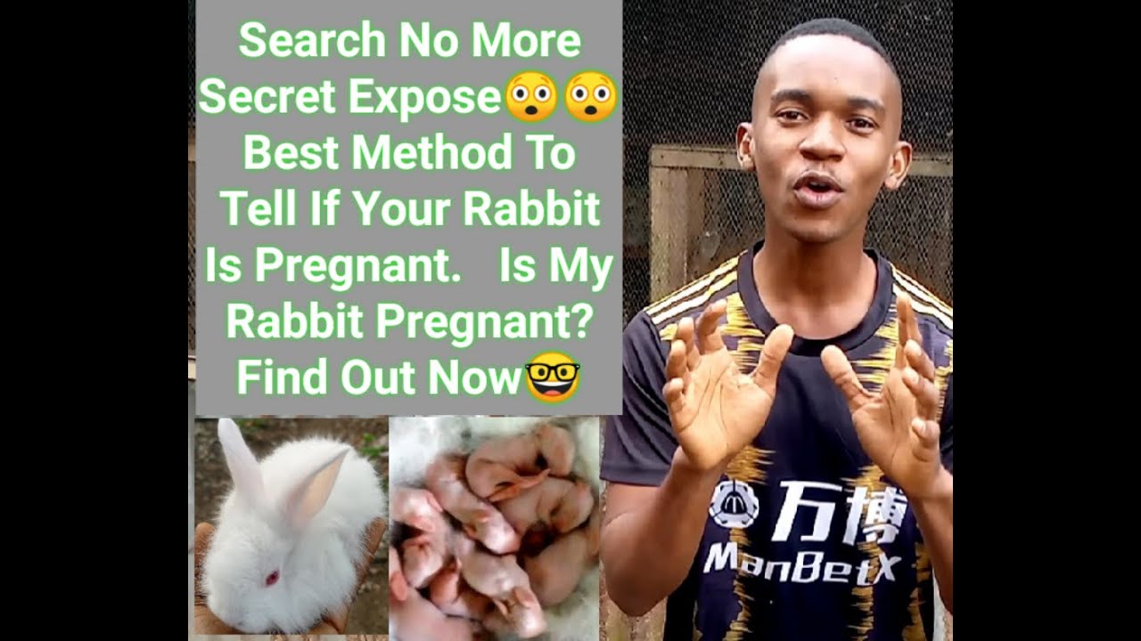 Is your rabbit pregnant? how to tell if your rabbit is pregnant: best ...