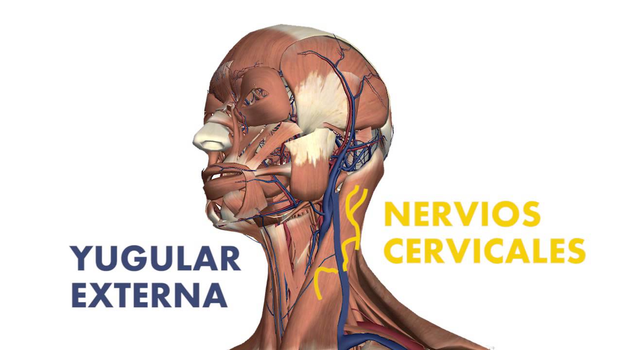 [3D] Músculos superficiales del cuello - Esternocleidomastoideo y ...