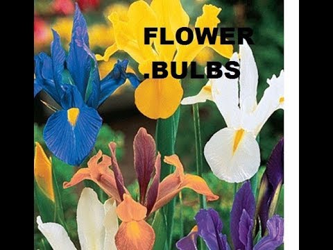 How to grow dutch iris flower bulbs (beautiful flower) - YouTube