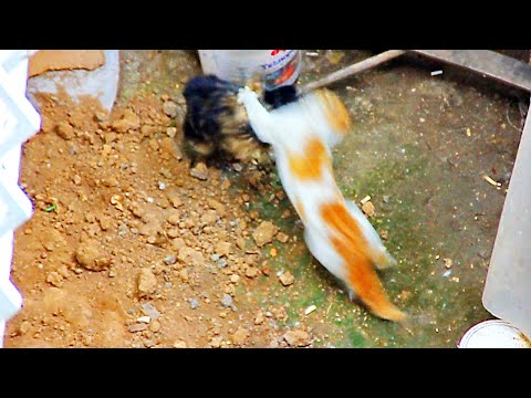 deli kedi kavgası   crazy cat fight