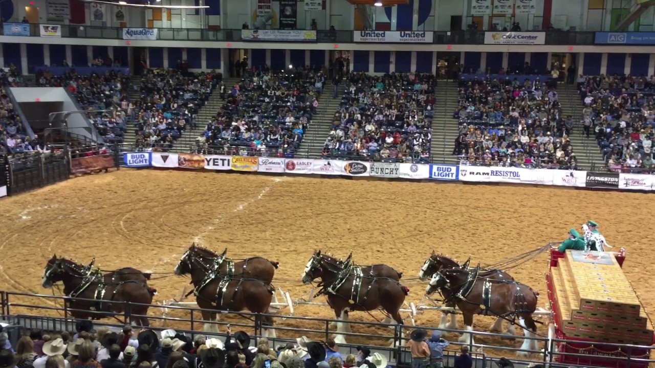 Budweiser Clydesdales Exhibition @ the 21st World Championship Ranch ...