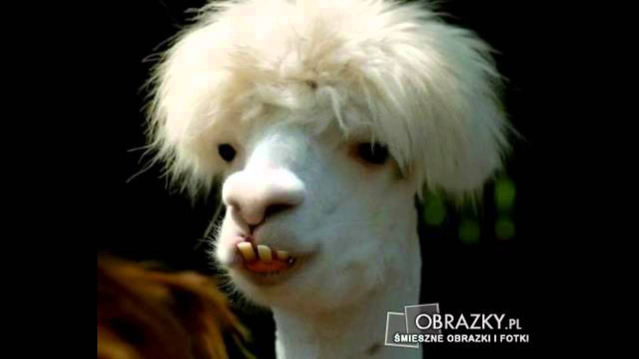 Lama Rapper - YouTube