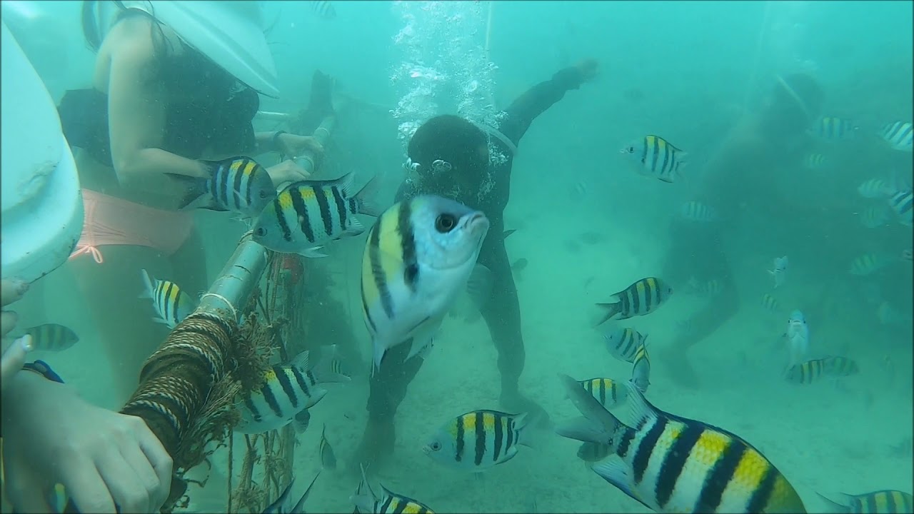 Under Sea Walking - Coral Islands - Phuket (Apr-2019) - YouTube