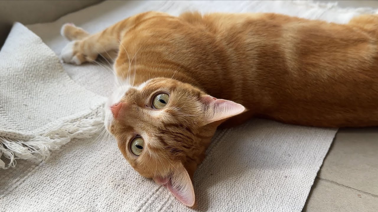 Happiest boi can't stop doing the most adorable thing - YouTube