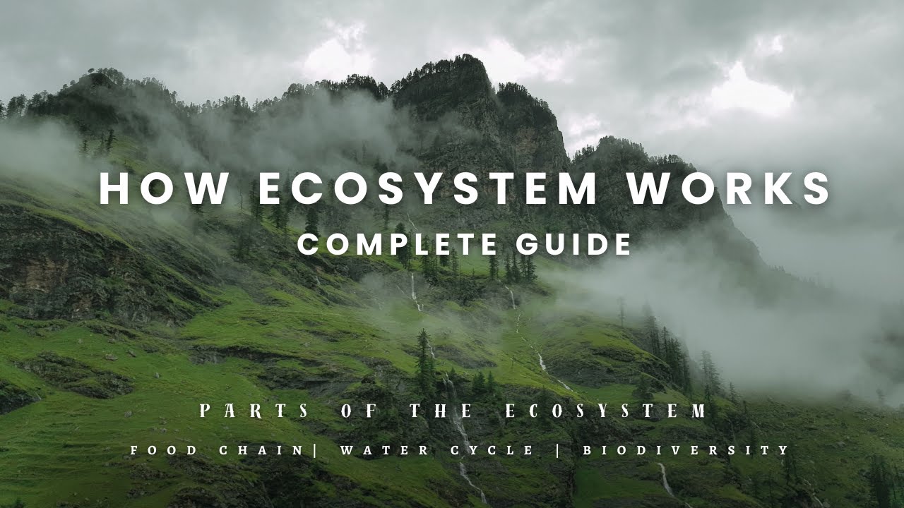 "How Our Ecosystem Works | Understanding Nature's Balance" - YouTube