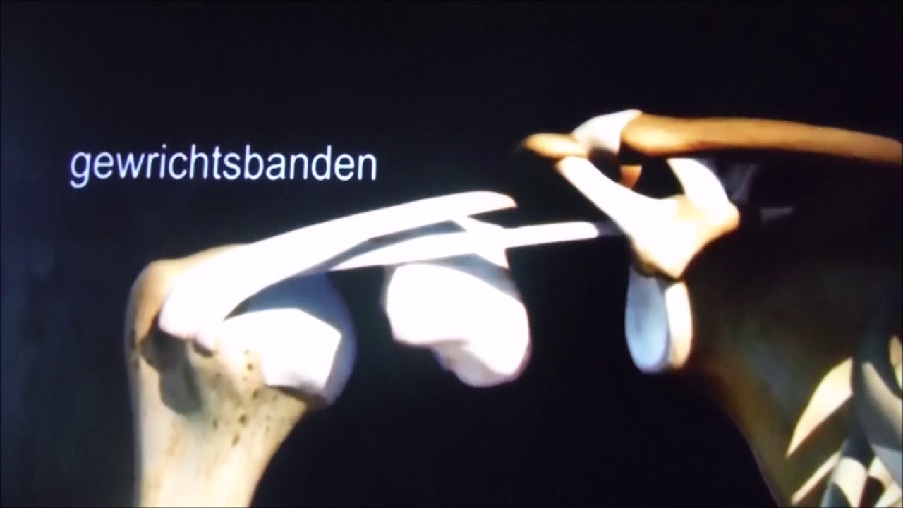 2 5 BOTVERBINDINGEN p 160 gewrichten en spieren - YouTube