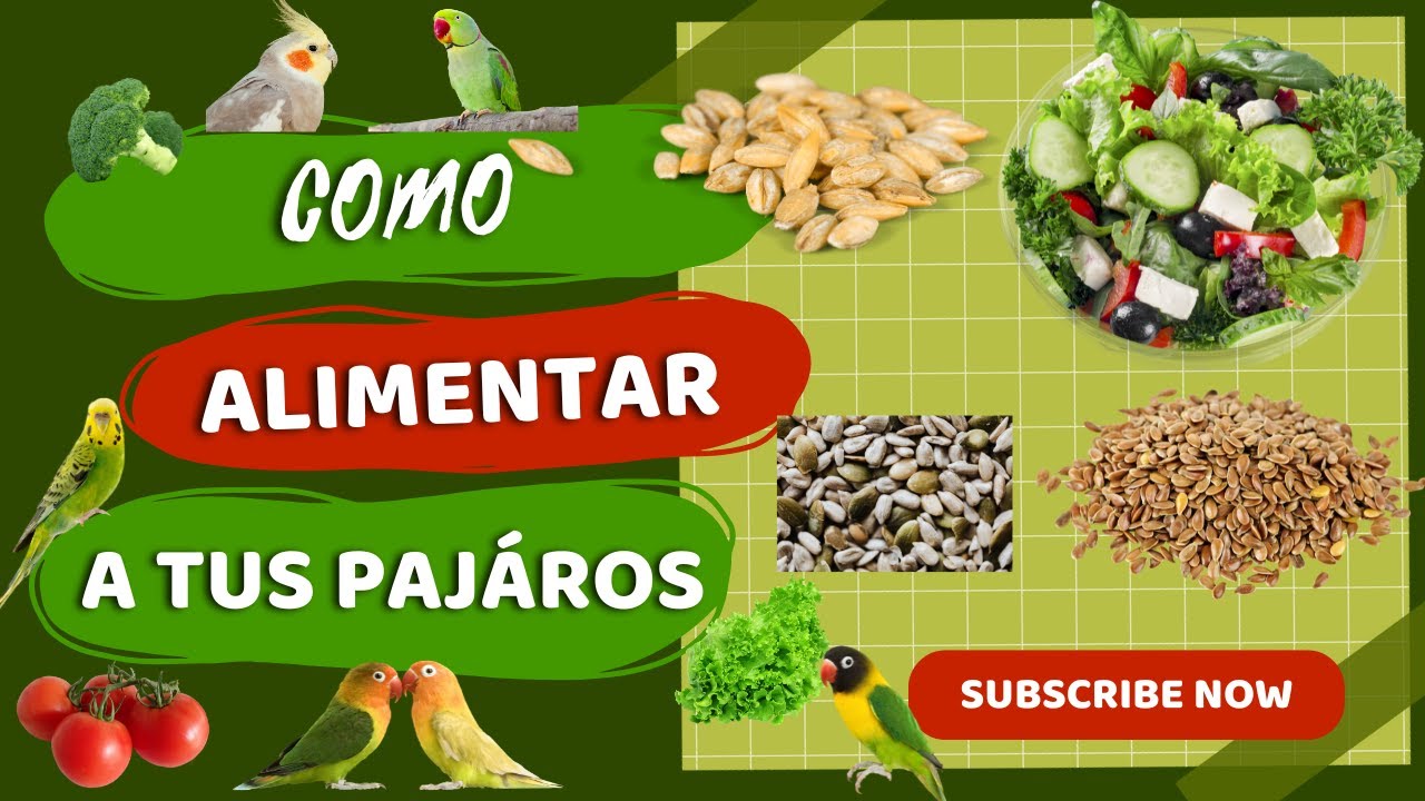 COMO ALIMENTAR TUS PAJAROS .ALIMENTACÍON DE MIS PÁJAROS , AGAPORNIS ...