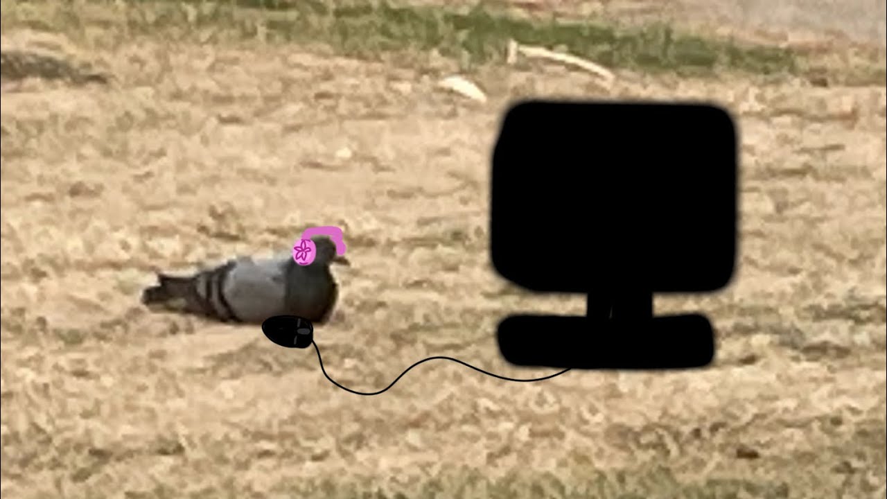 Gaming Pigeon - YouTube