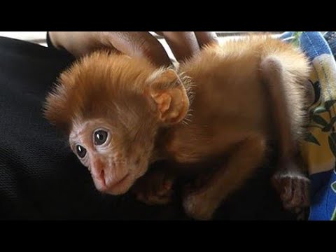 Mac Sen is good at caring for her children for sale - Lucky Monkey ...