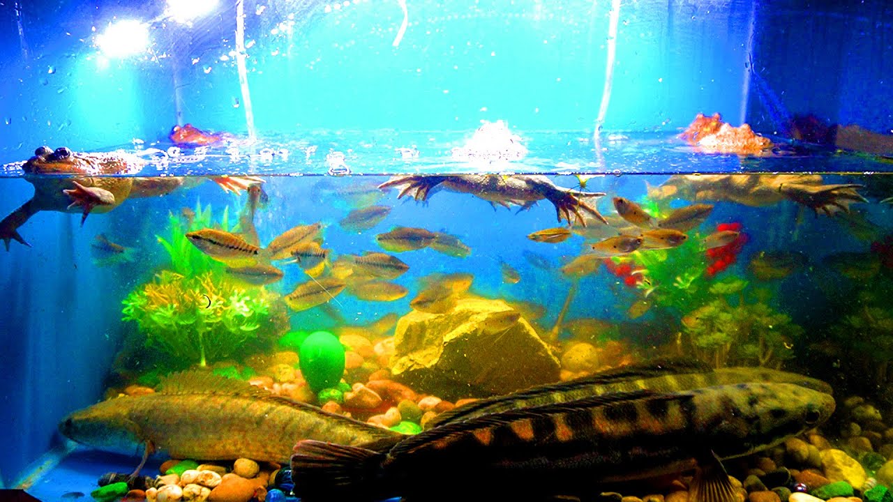 big fish decoration - bullfrogs - eels - fish and frogs - a lot of fish ...
