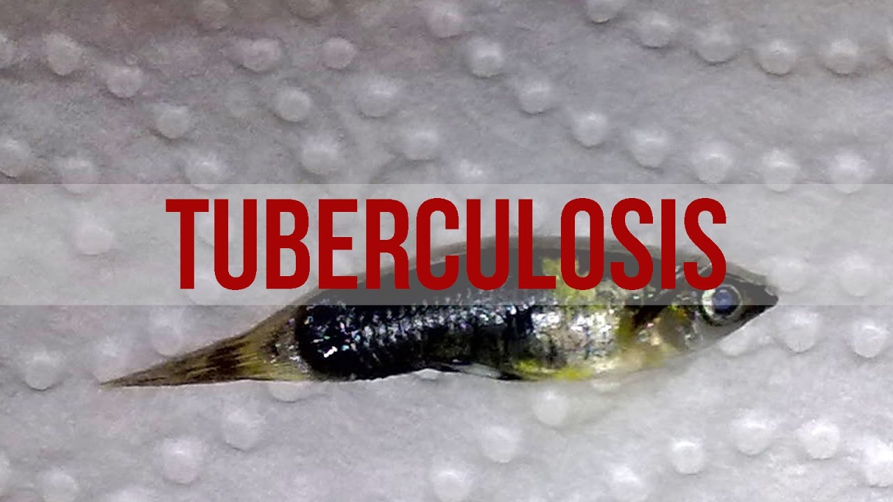 PECES DELGADOS, PECES CON ALETAS PEGADAS, PECES SIN ESCAMAS - YouTube