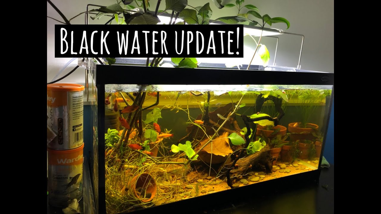 Blackwater Aquarium update!!! - YouTube