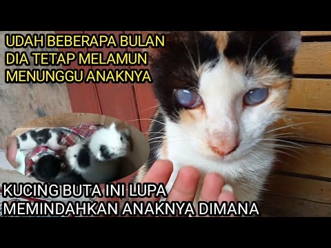 Astaghfirullah Kucing Buta Ini Setelah Direscue Melahirkan Anak ...