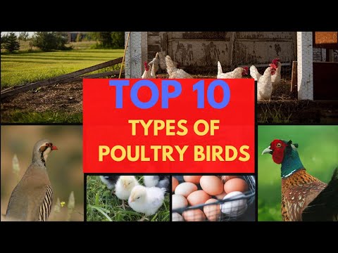 Top10 different types of poultry birds | Birds you have not seen before ...