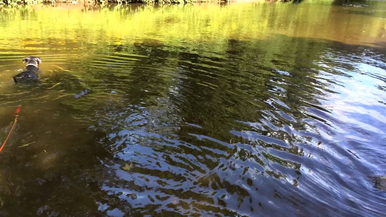 Ralph's Pennypack Park Creek Swim 2 - YouTube