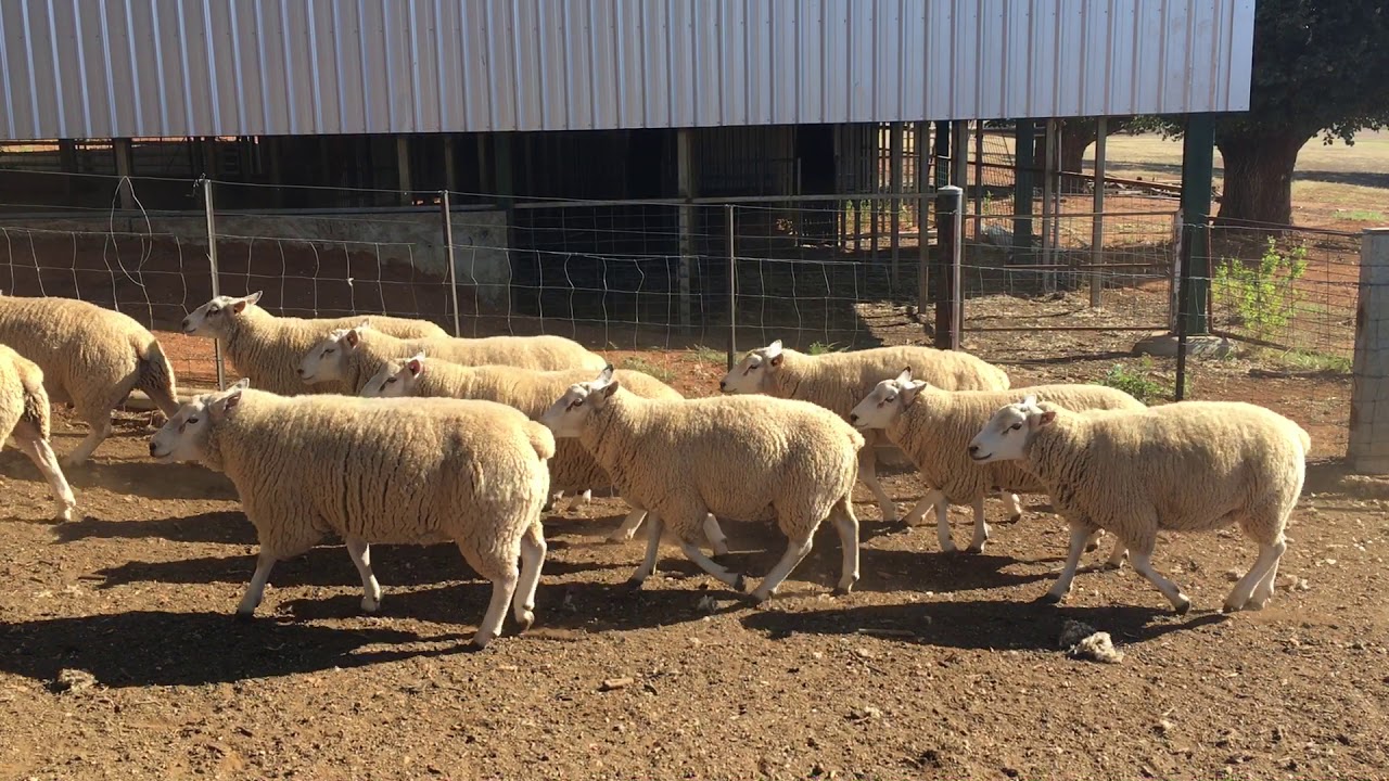 45 Texel Rams For Sale, Cootamundra - YouTube