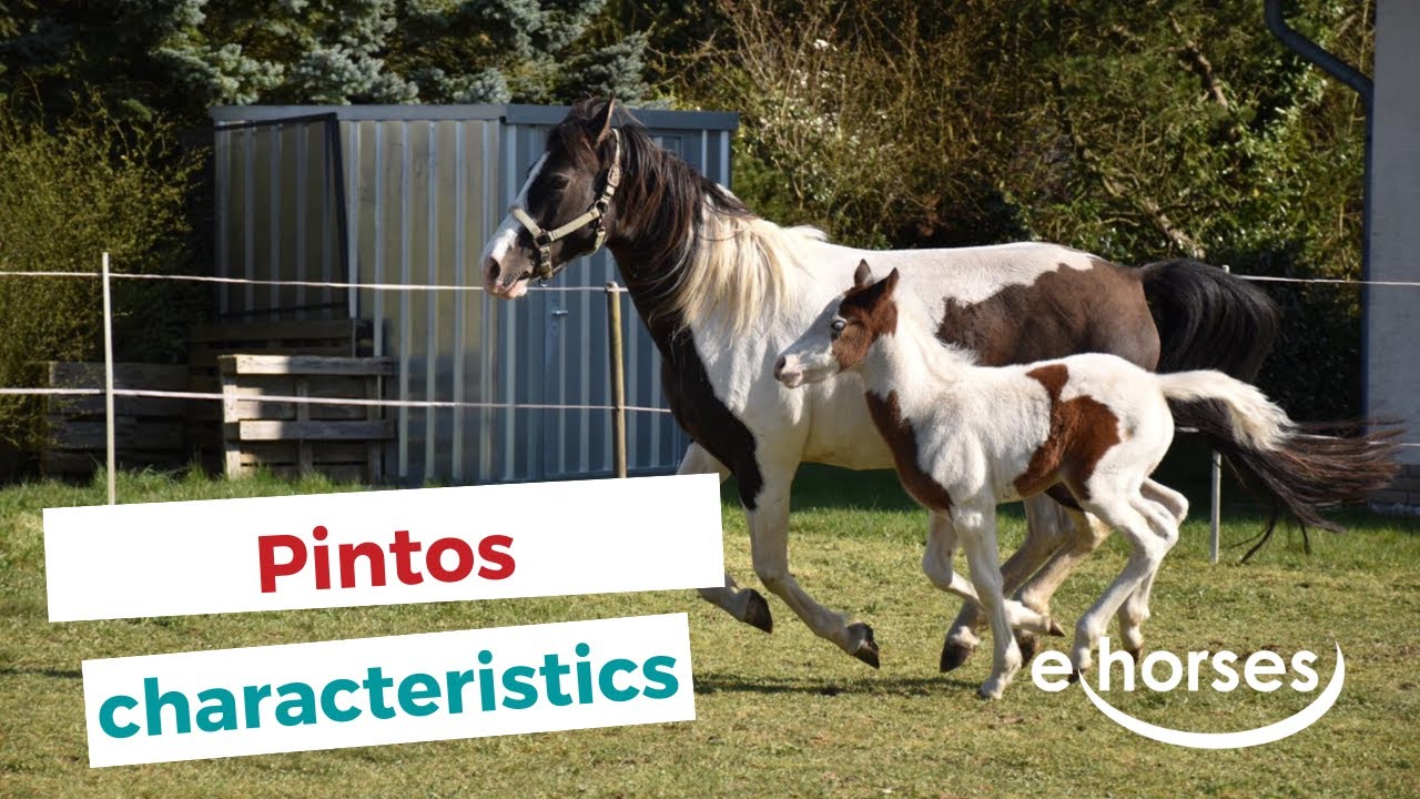 Pintos | characteristics, origin & disciplines - YouTube